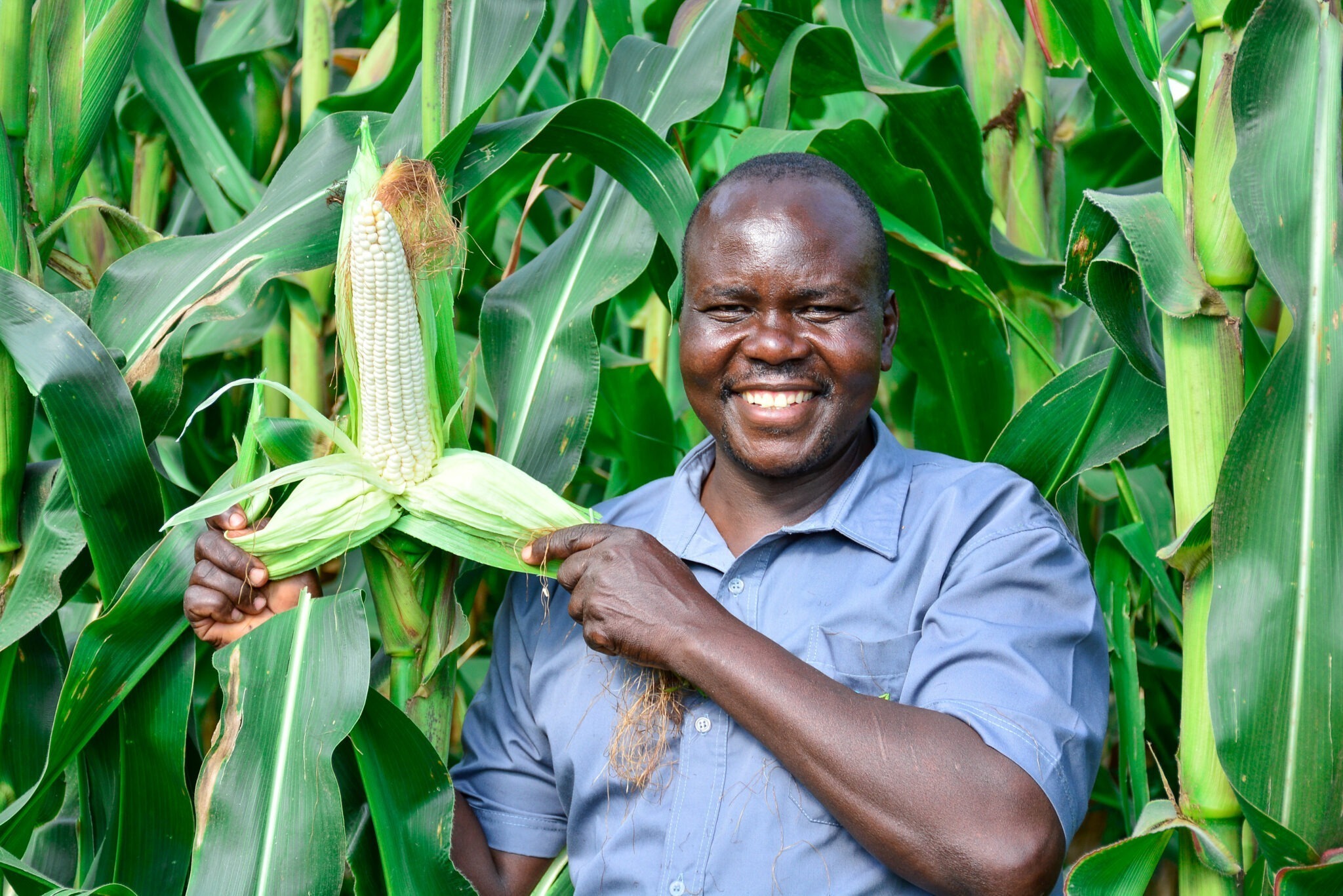 Maize Varieties To Plant in Each Region in Kenya